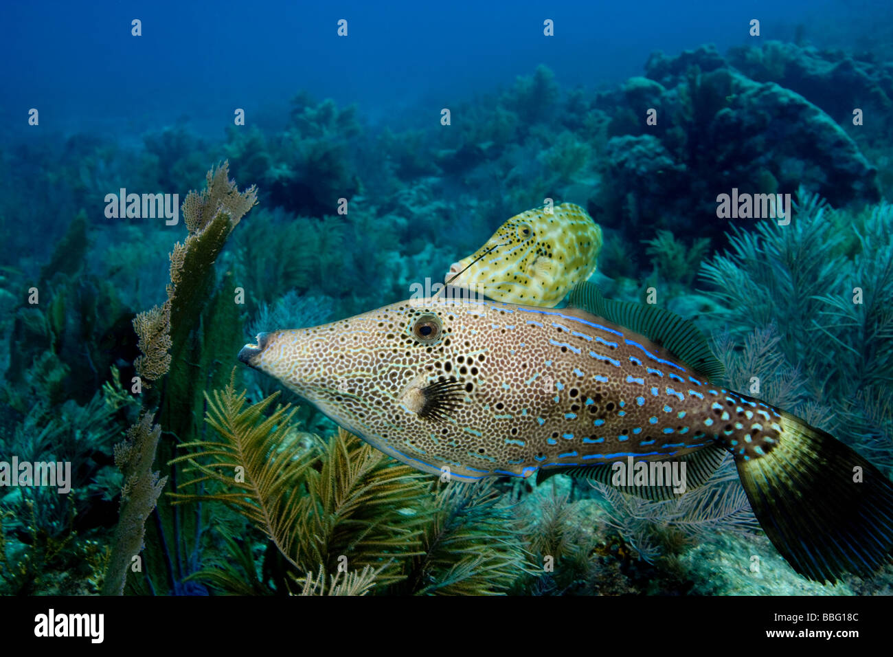 Scrawled filefish hi-res stock photography and images - Alamy