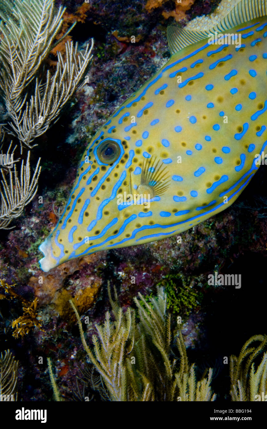 The scrawled filefish hi-res stock photography and images - Alamy