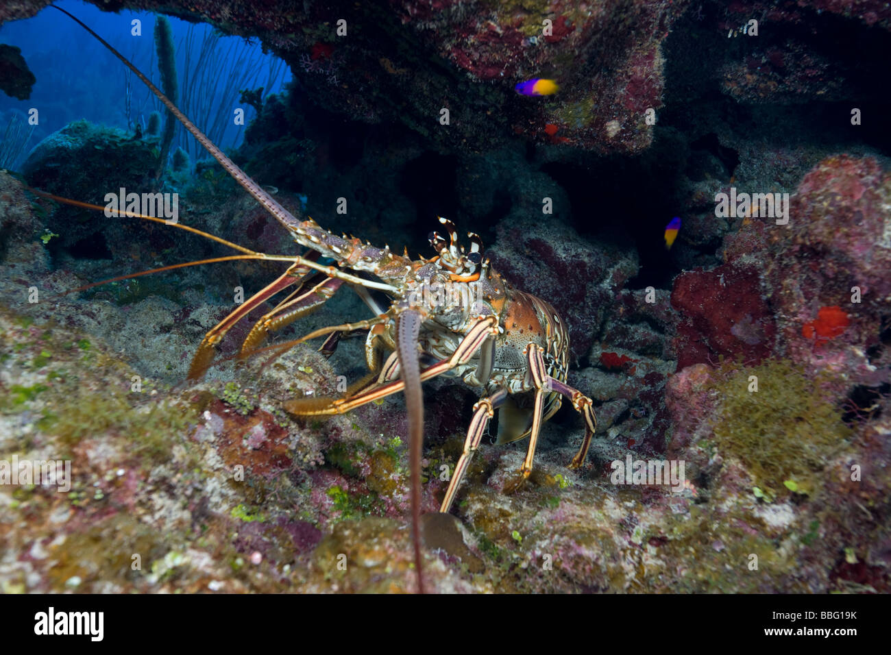 Lobster in defense posture Stock Photo - Alamy