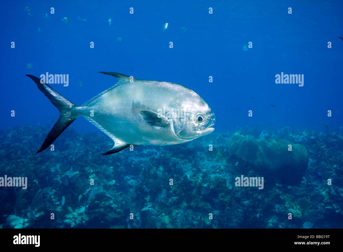 Permit fish hi-res stock photography and images - Alamy