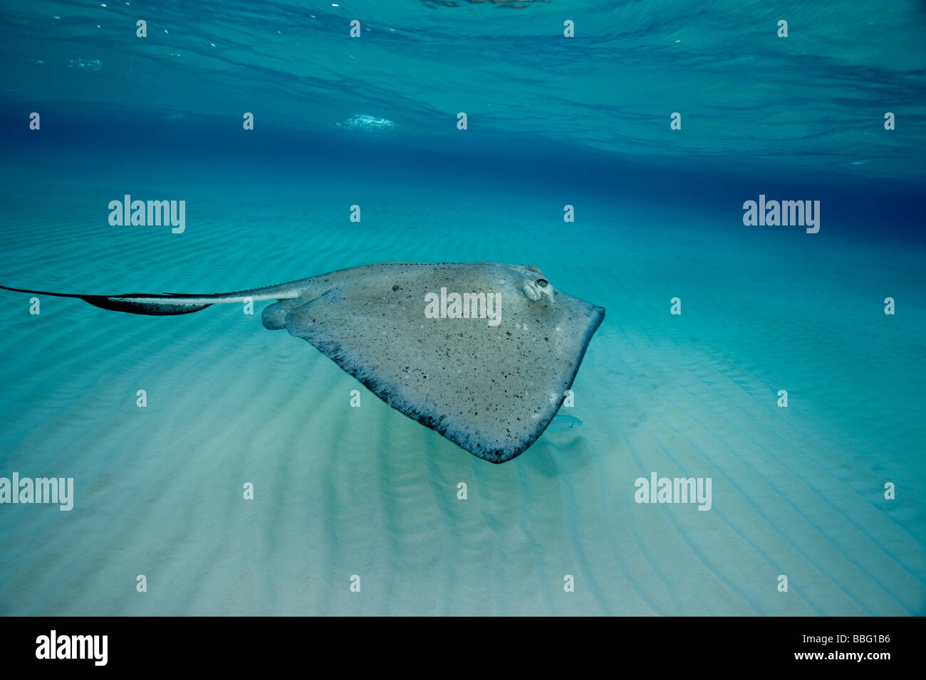 Stingray shape hi-res stock photography and images - Alamy