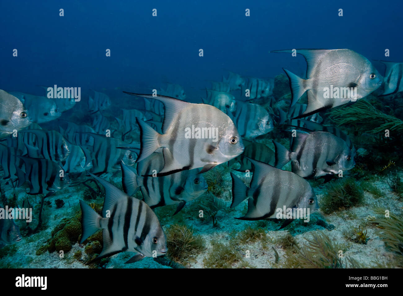 Spadefish school hi-res stock photography and images - Alamy