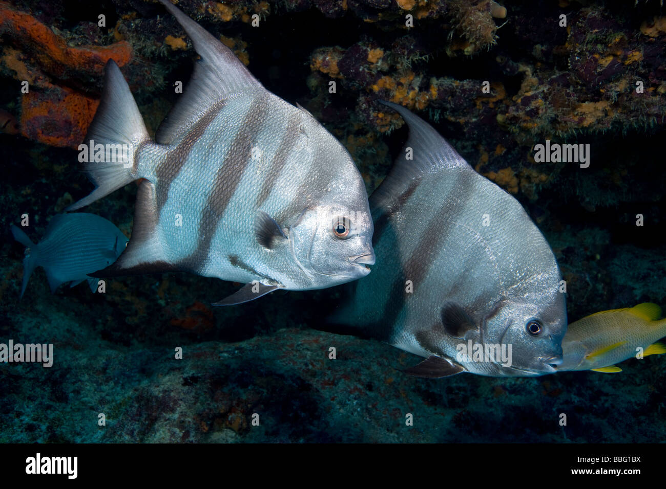 Pair of Atlantic spadefish Stock Photo - Alamy