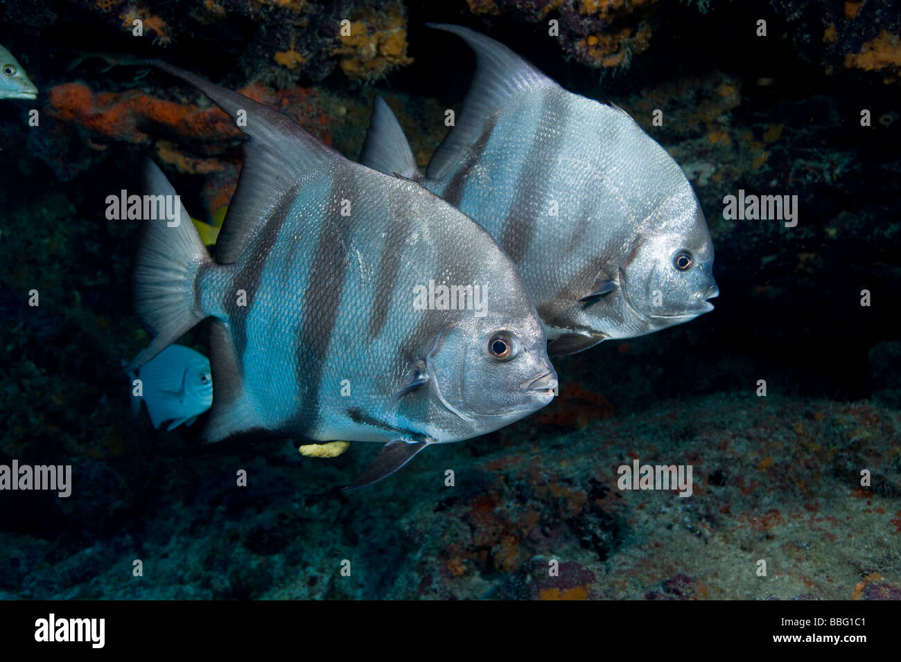 Atlantic gr hi-res stock photography and images - Alamy