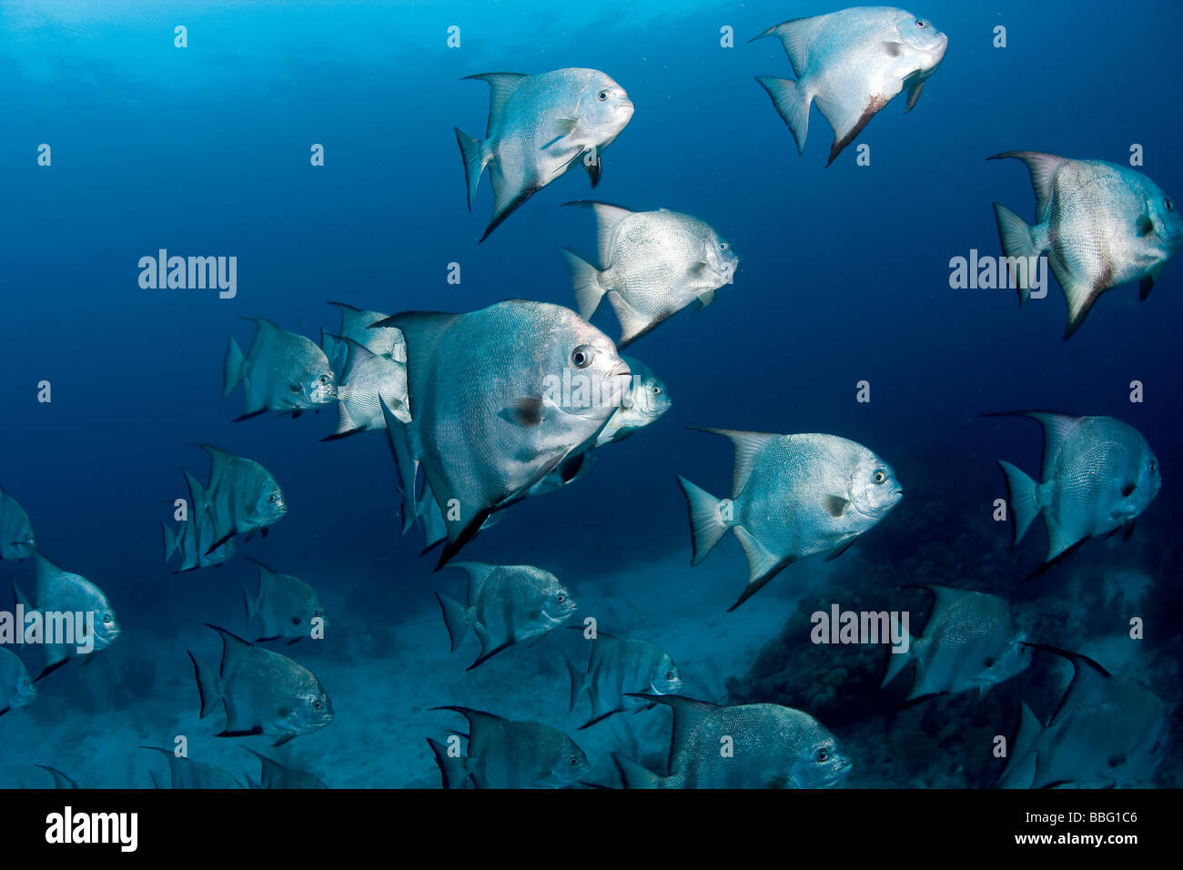 School of Atlantic spadefish Stock Photo - Alamy