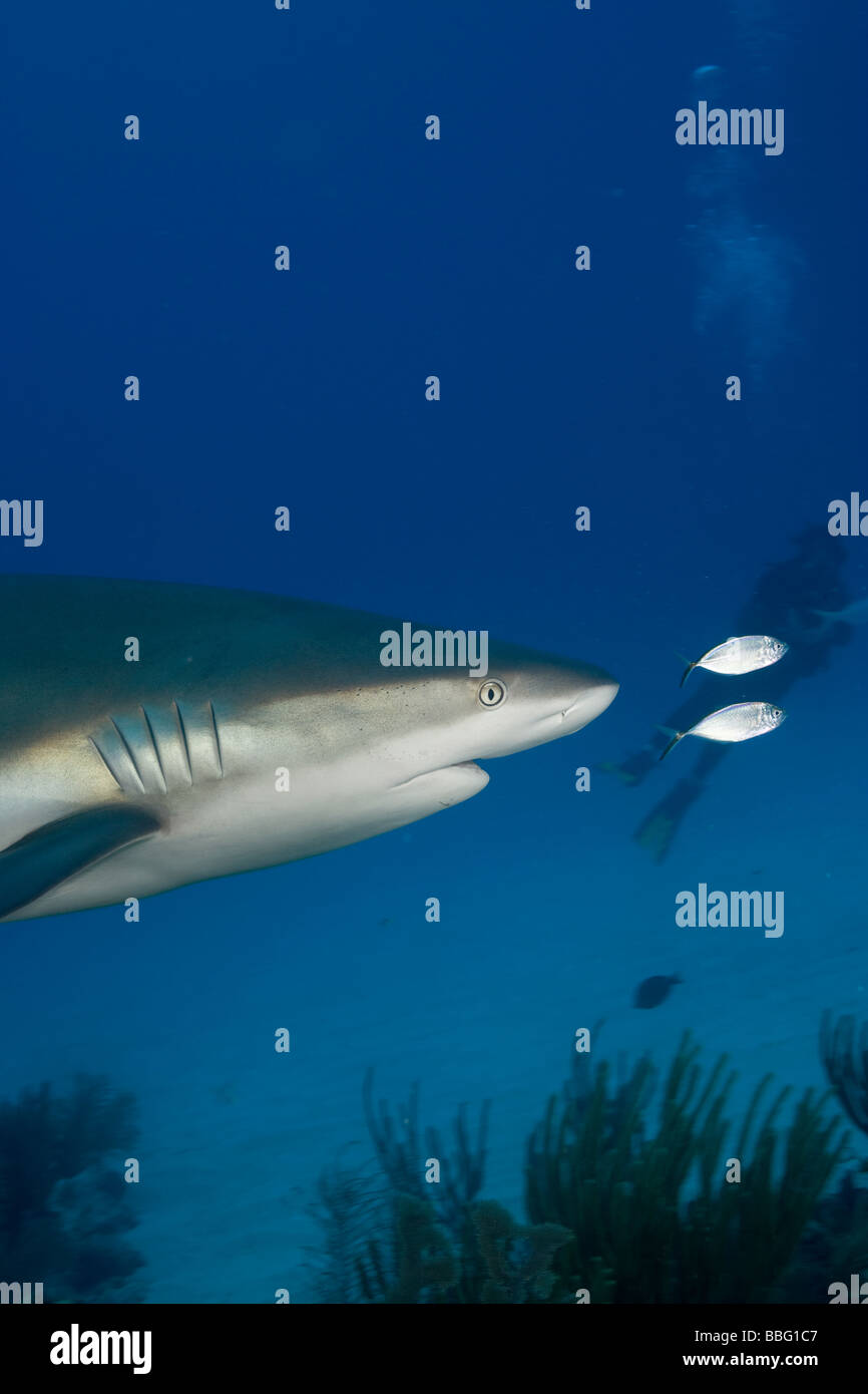 Shark profile hi-res stock photography and images - Alamy