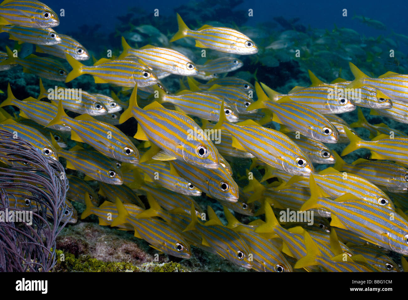 Yellow grunts hi-res stock photography and images - Alamy