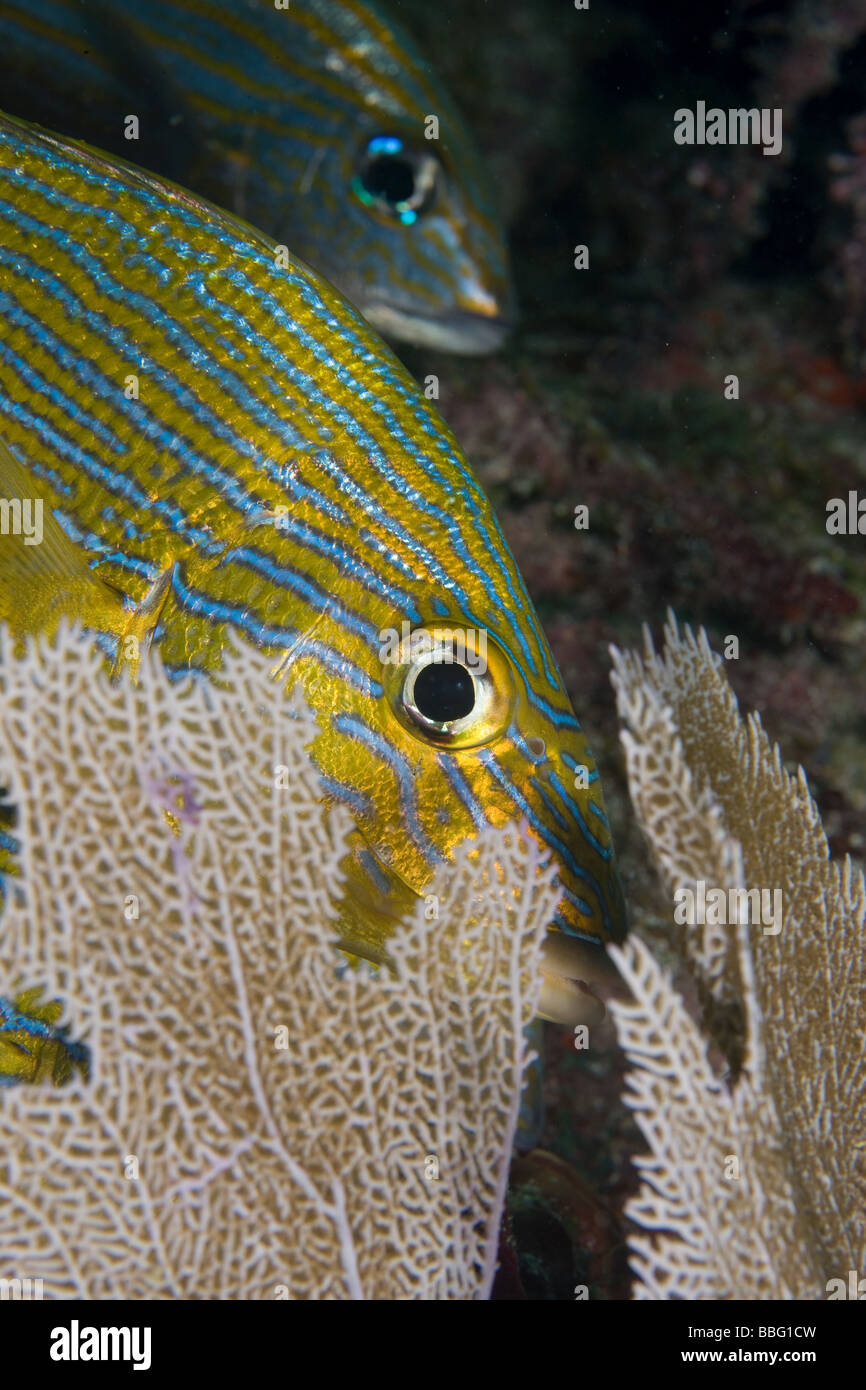 Blue striped grunt hi-res stock photography and images - Alamy