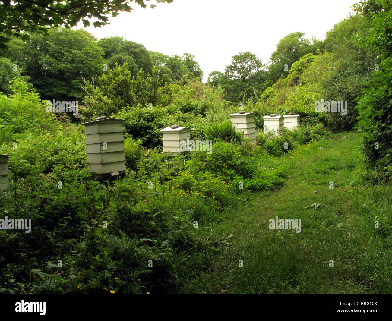 Local bee hive hi-res stock photography and images - Alamy