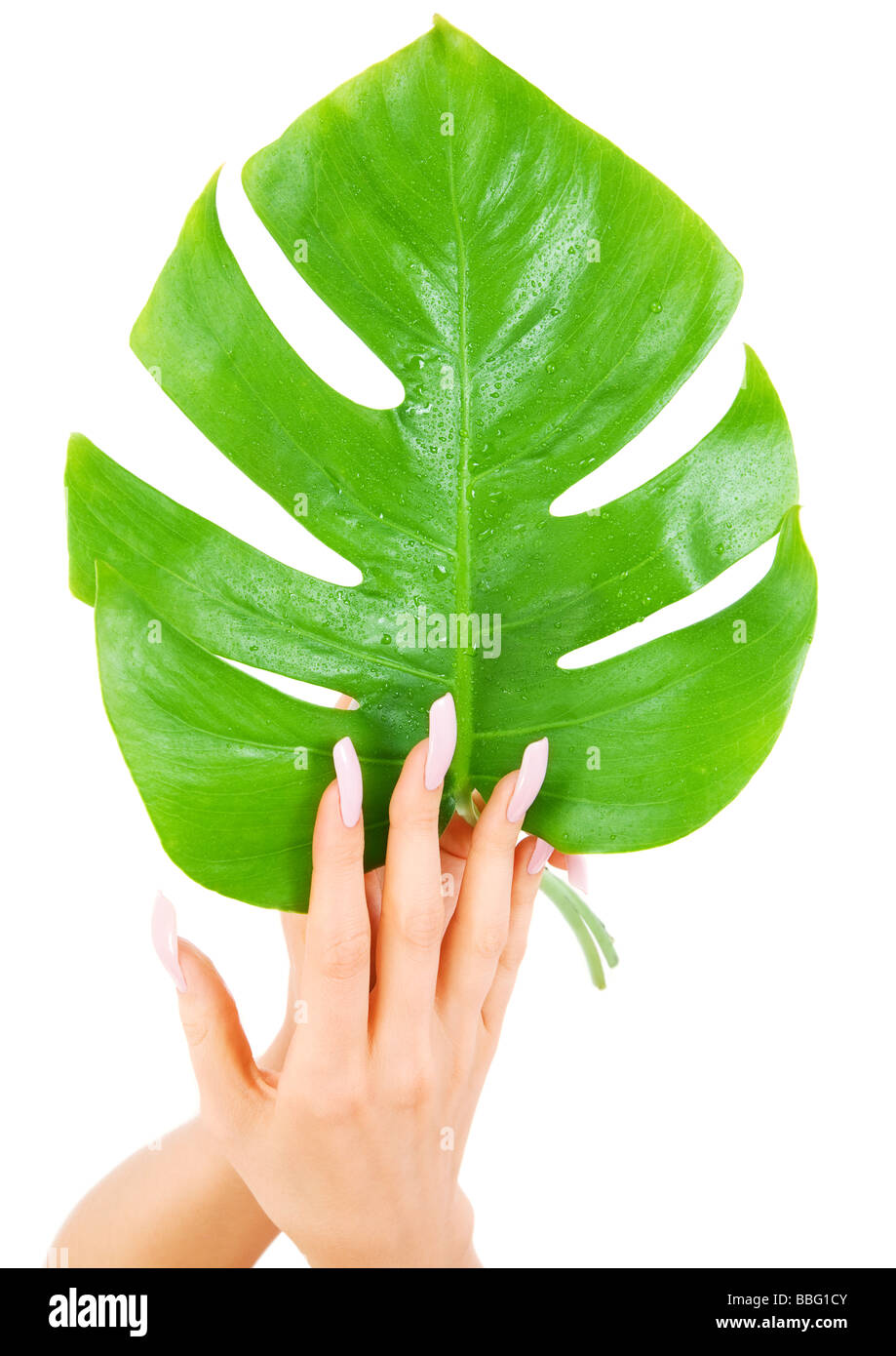 picture of female hands with green leaf over white Stock Photo - Alamy