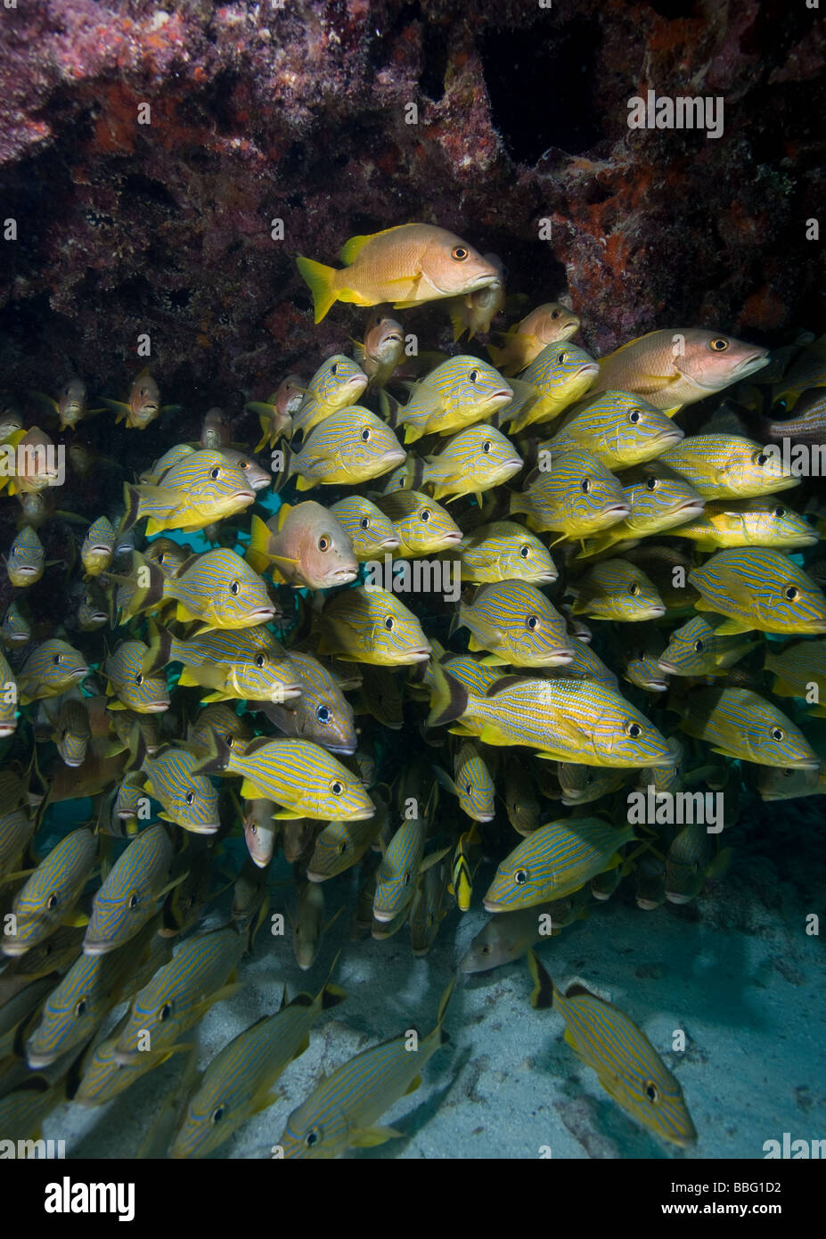 Fish mass hi-res stock photography and images - Alamy
