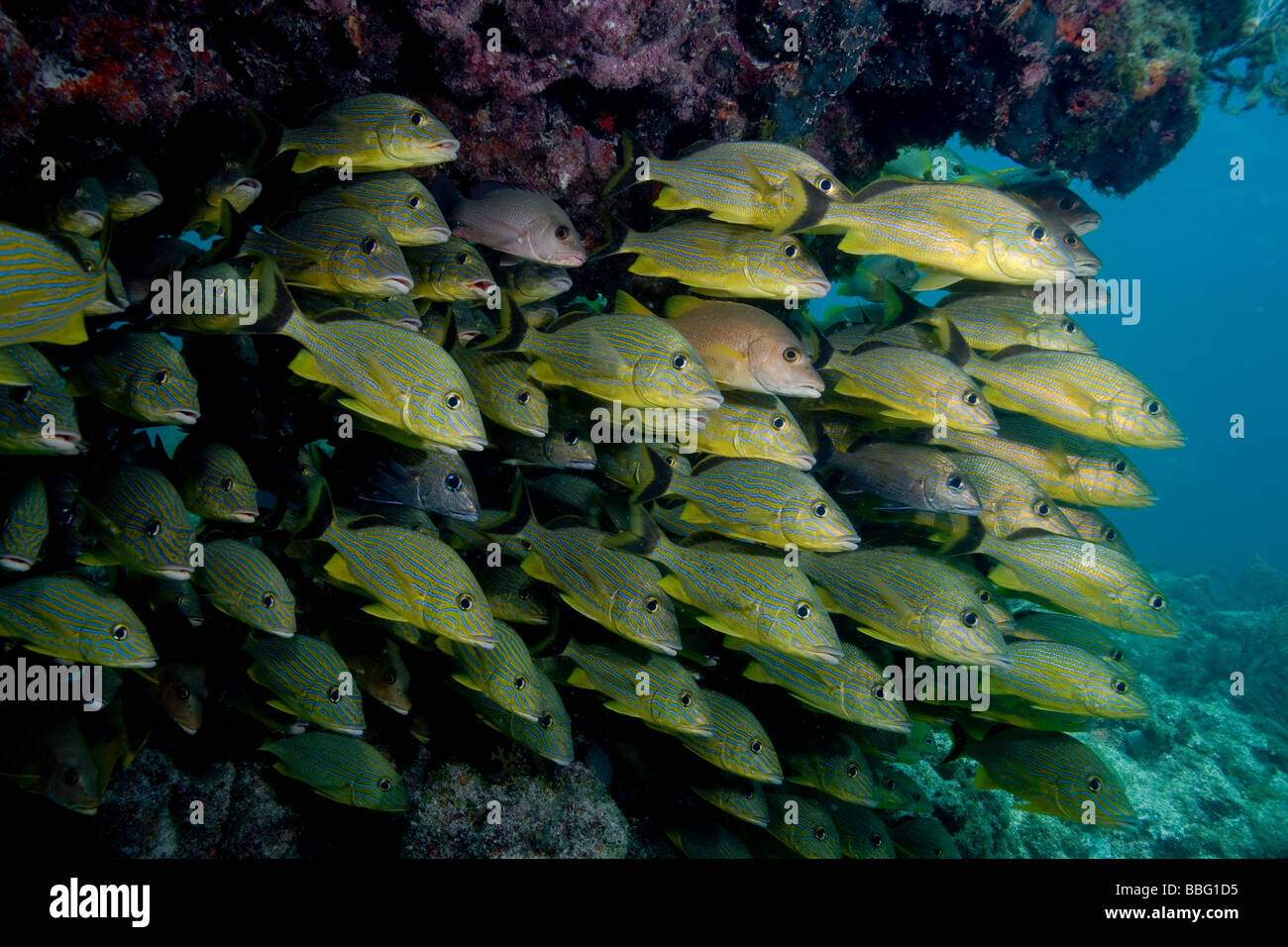 Mass of schooling fish Stock Photo - Alamy