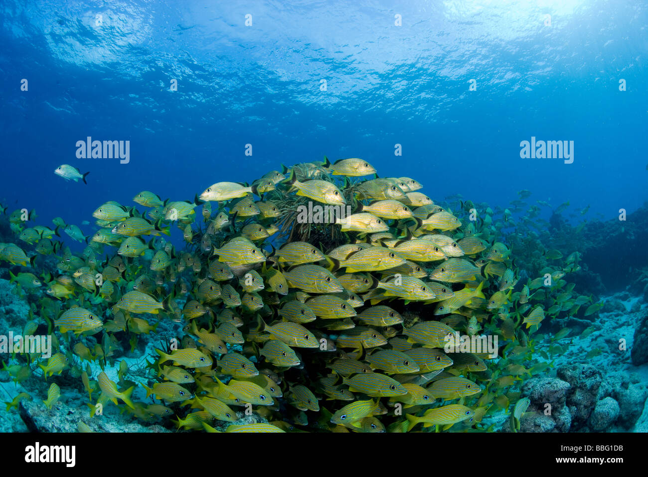 Mass of fish hi-res stock photography and images - Alamy