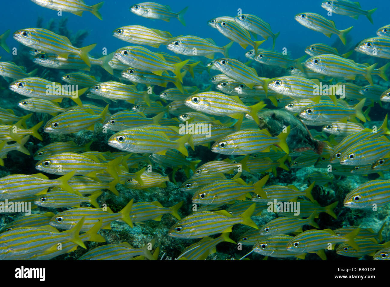 Ter fish hi-res stock photography and images - Alamy