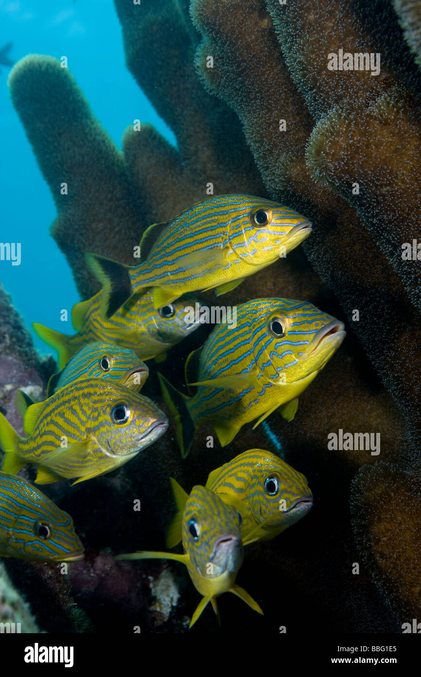 Grunt fish schooling hi-res stock photography and images - Alamy