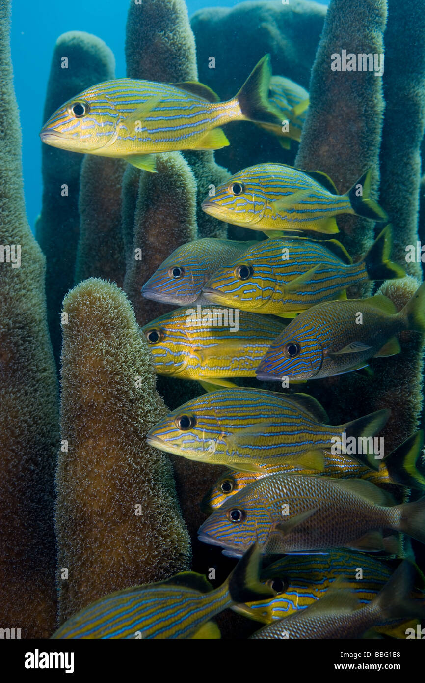 Blue striped grunt fish hi-res stock photography and images - Alamy