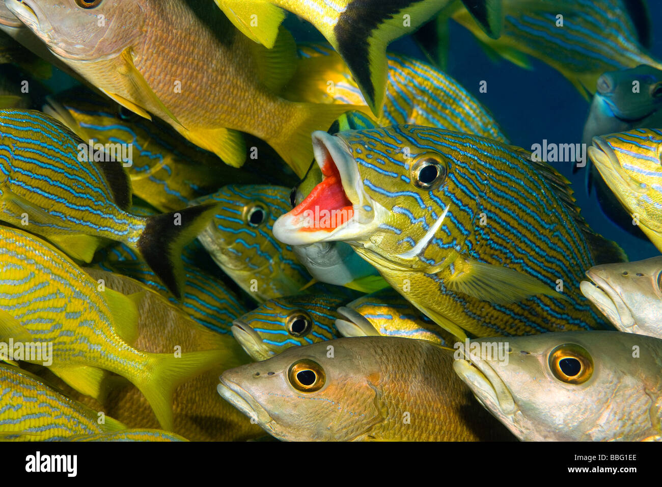 Singing fish hi-res stock photography and images - Alamy