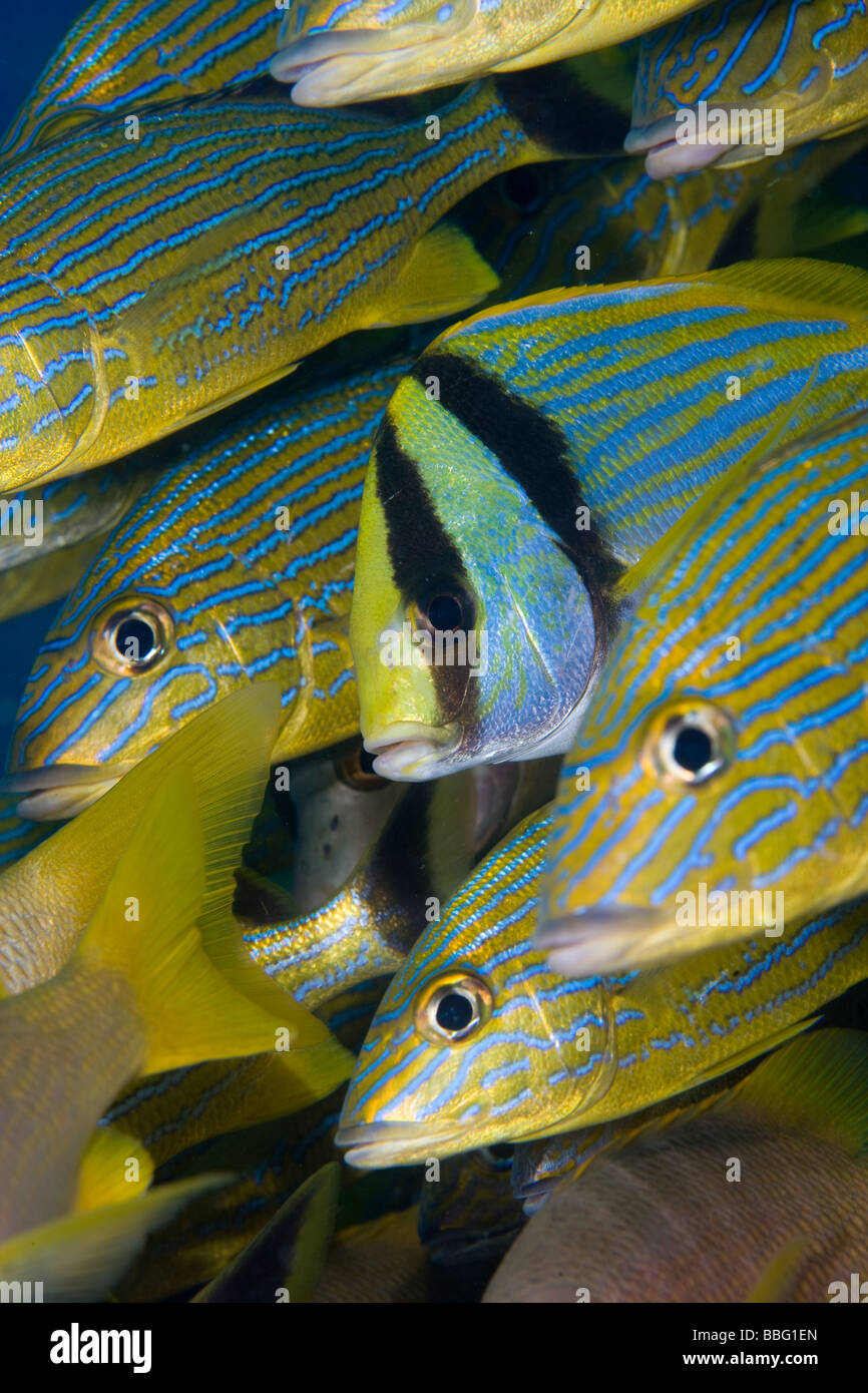Schooling yellow fish hi-res stock photography and images - Alamy