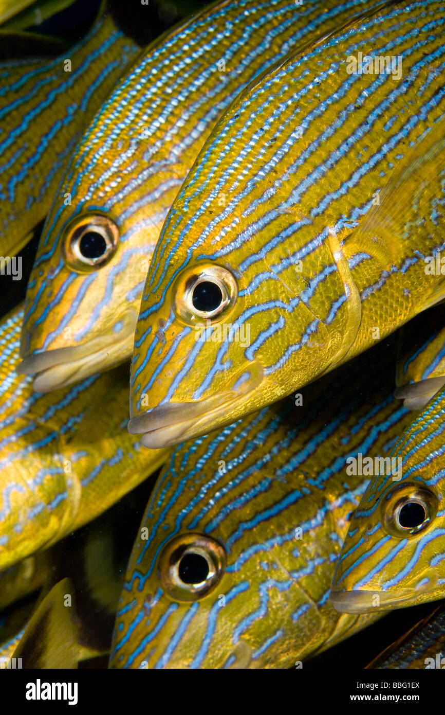 Four fish species hi-res stock photography and images - Alamy