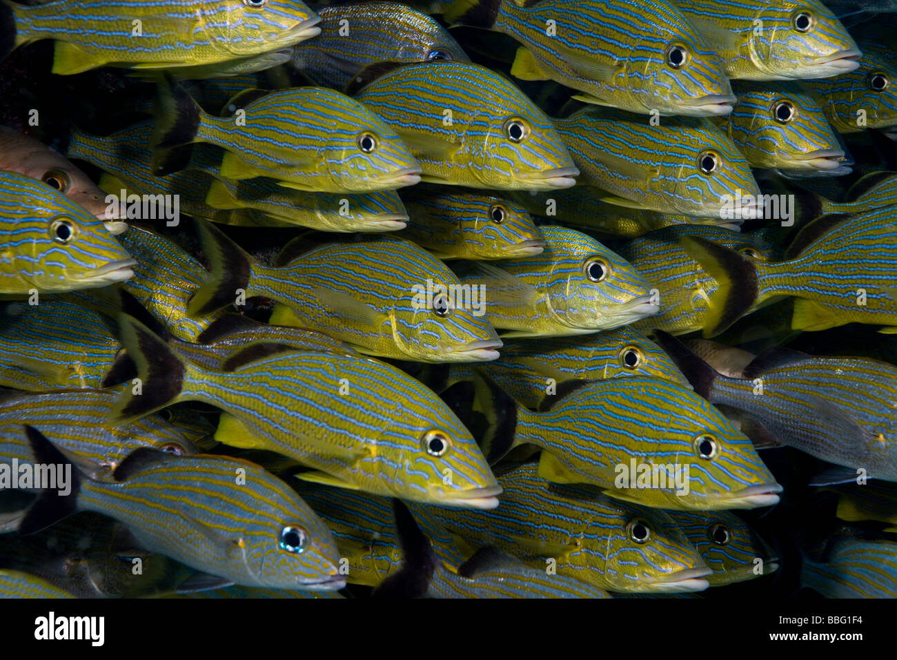 Blue striped grunt fish hi-res stock photography and images - Alamy