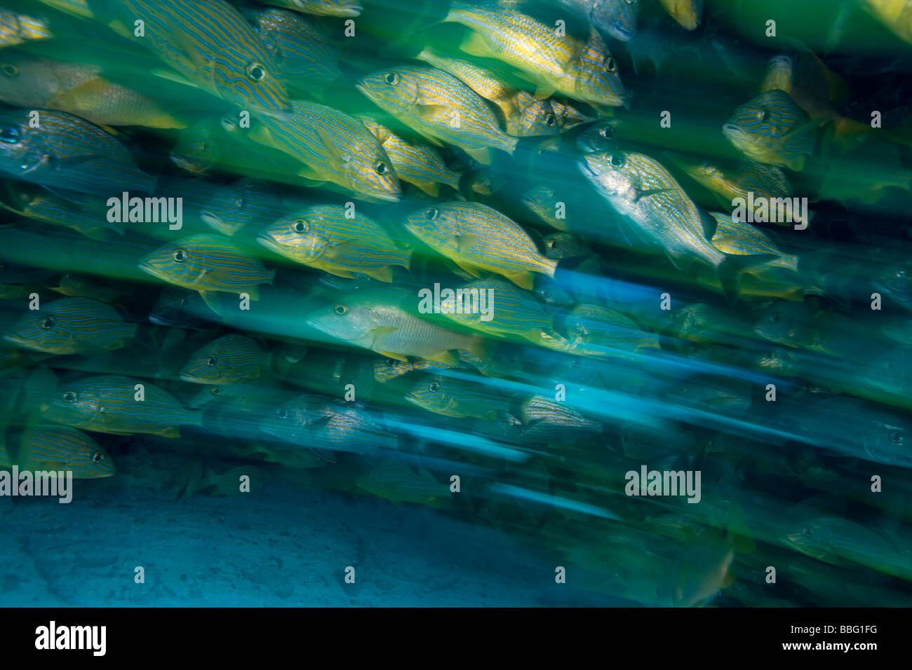 Zoom schooling hi-res stock photography and images - Alamy