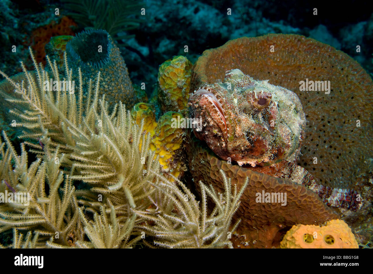 Fish hiding in coral hi-res stock photography and images - Alamy