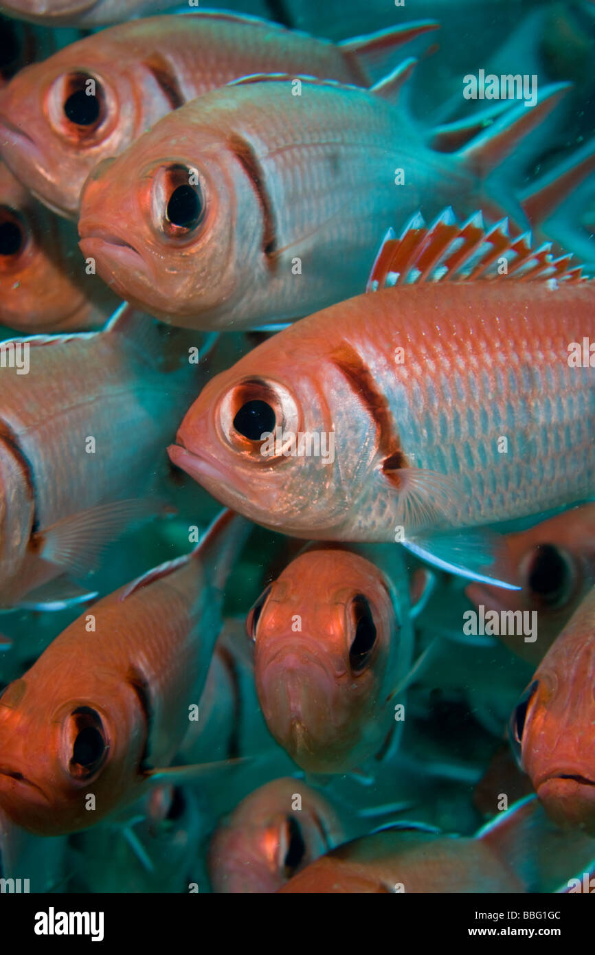 Soldier fish hi-res stock photography and images - Alamy