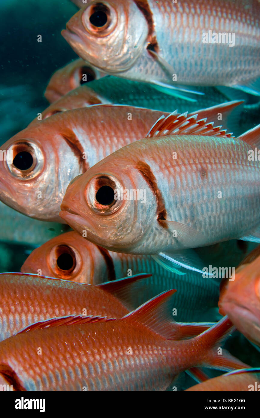 Blackbar soldier fish Stock Photo - Alamy