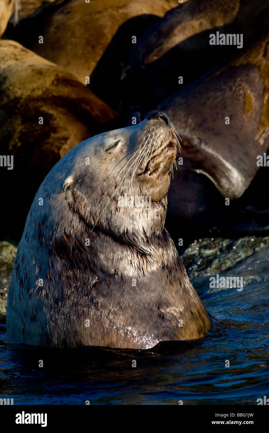 Sea lion basking in sun Stock Photo - Alamy