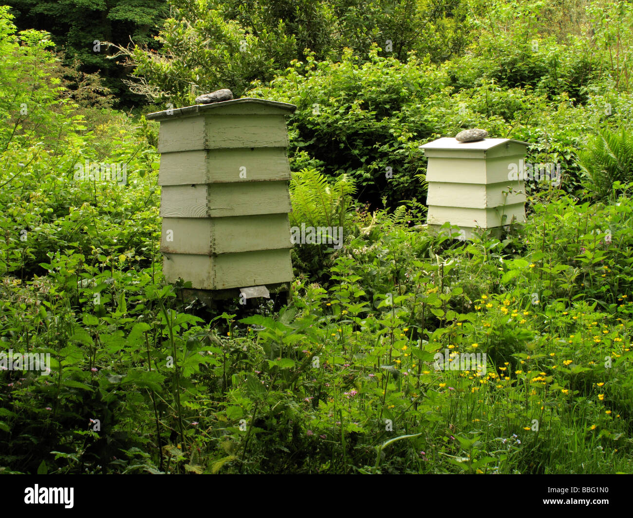 Local bee hives hi-res stock photography and images - Alamy