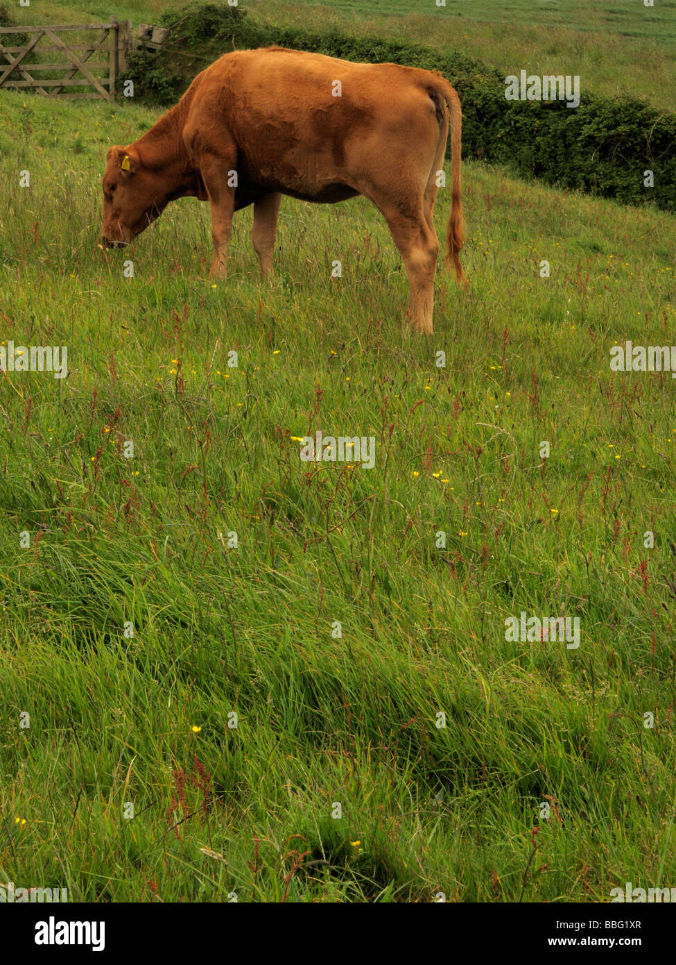 Brown cattle hi-res stock photography and images - Alamy