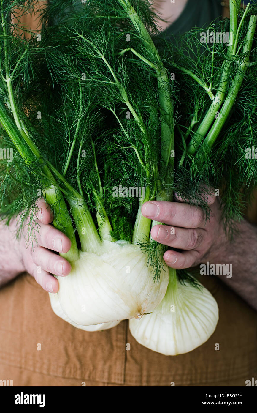 Fennel hi-res stock photography and images - Alamy