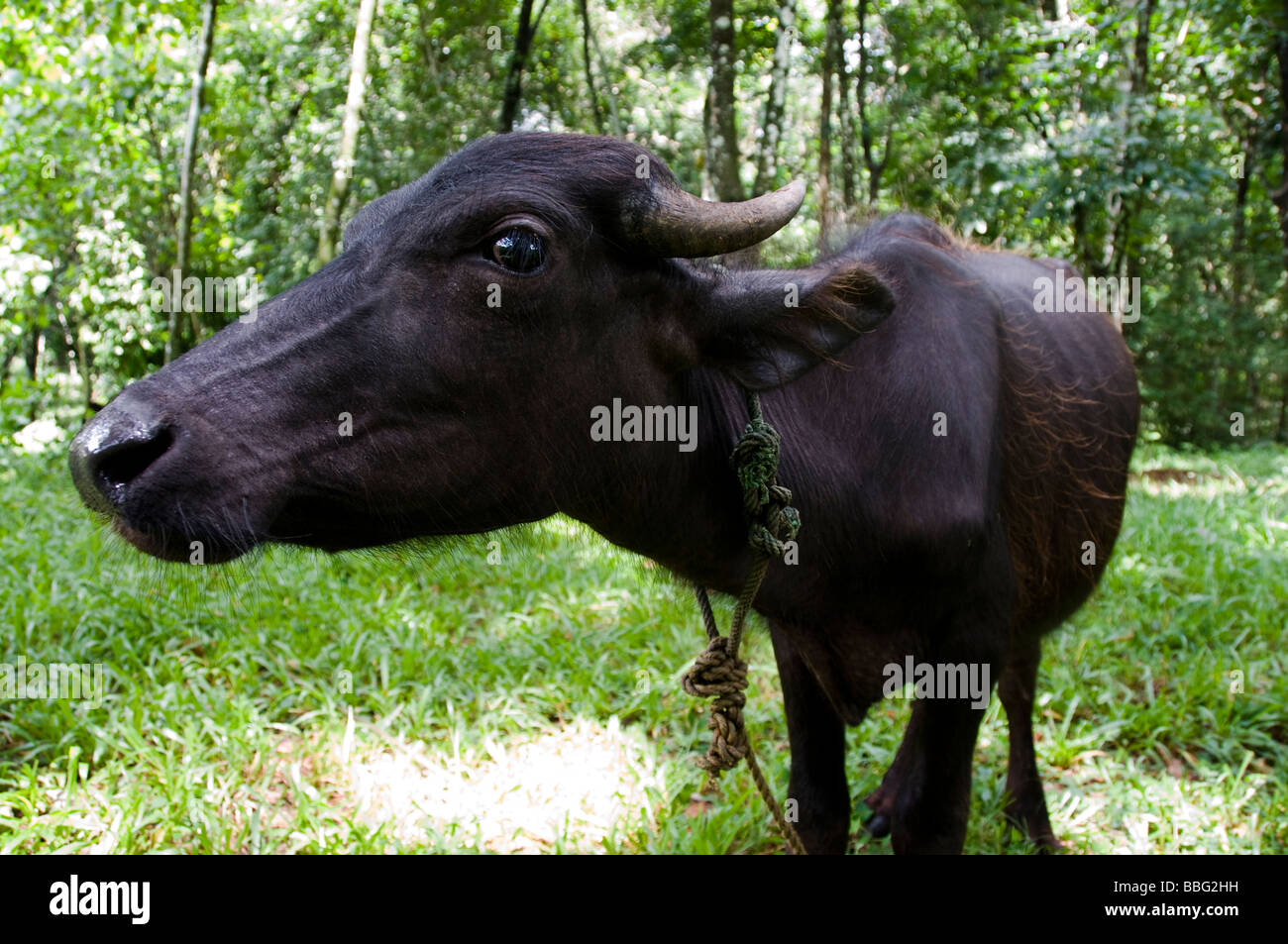 Indian water buffalo Stock Photo - Alamy