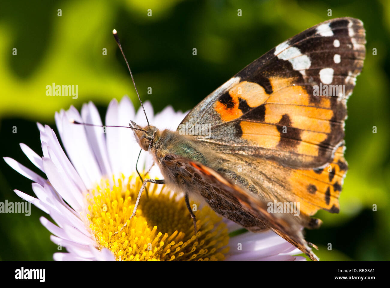 Vanessa cardui migration hi-res stock photography and images - Alamy