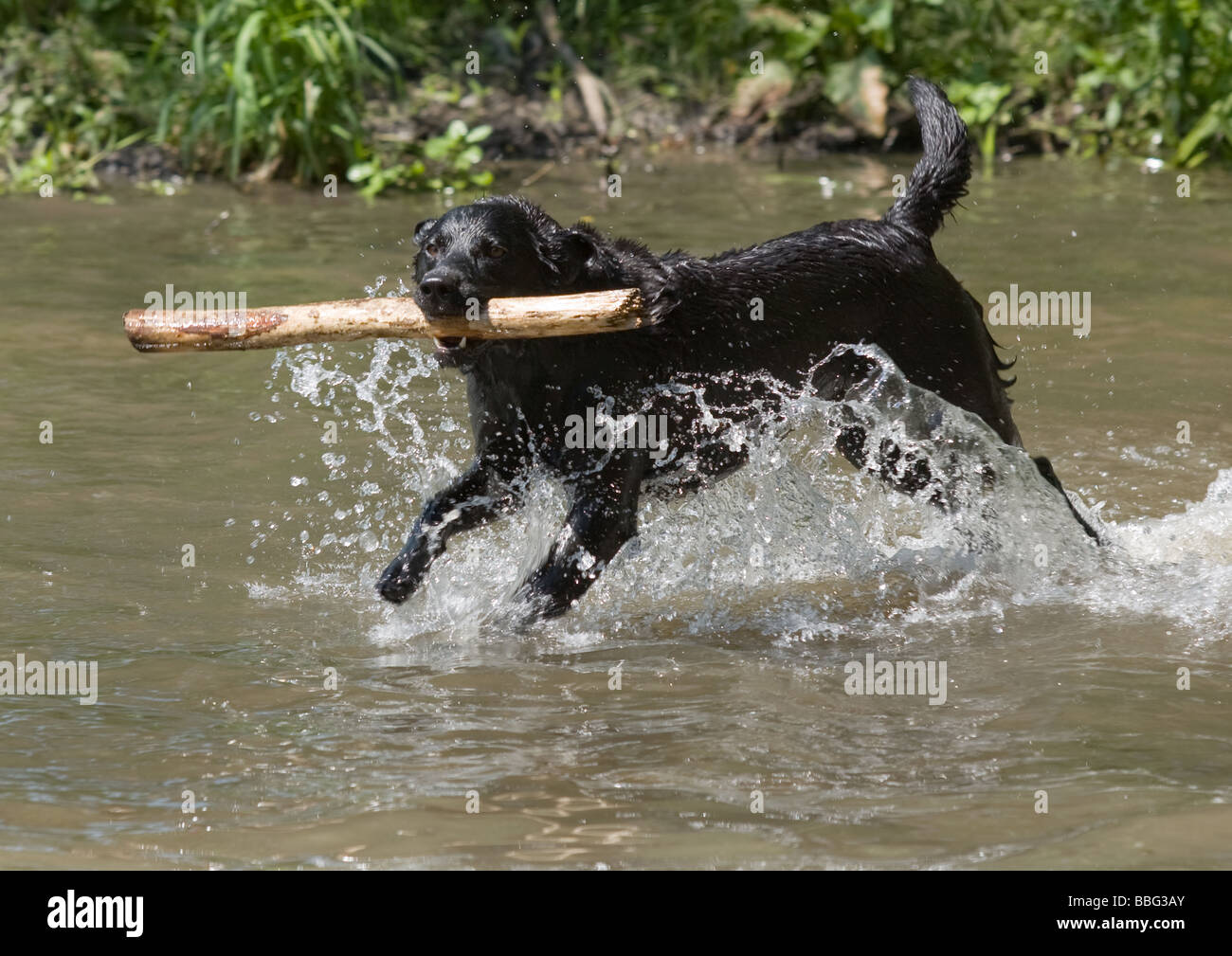 Black labrador retrieving stick hi-res stock photography and images - Alamy