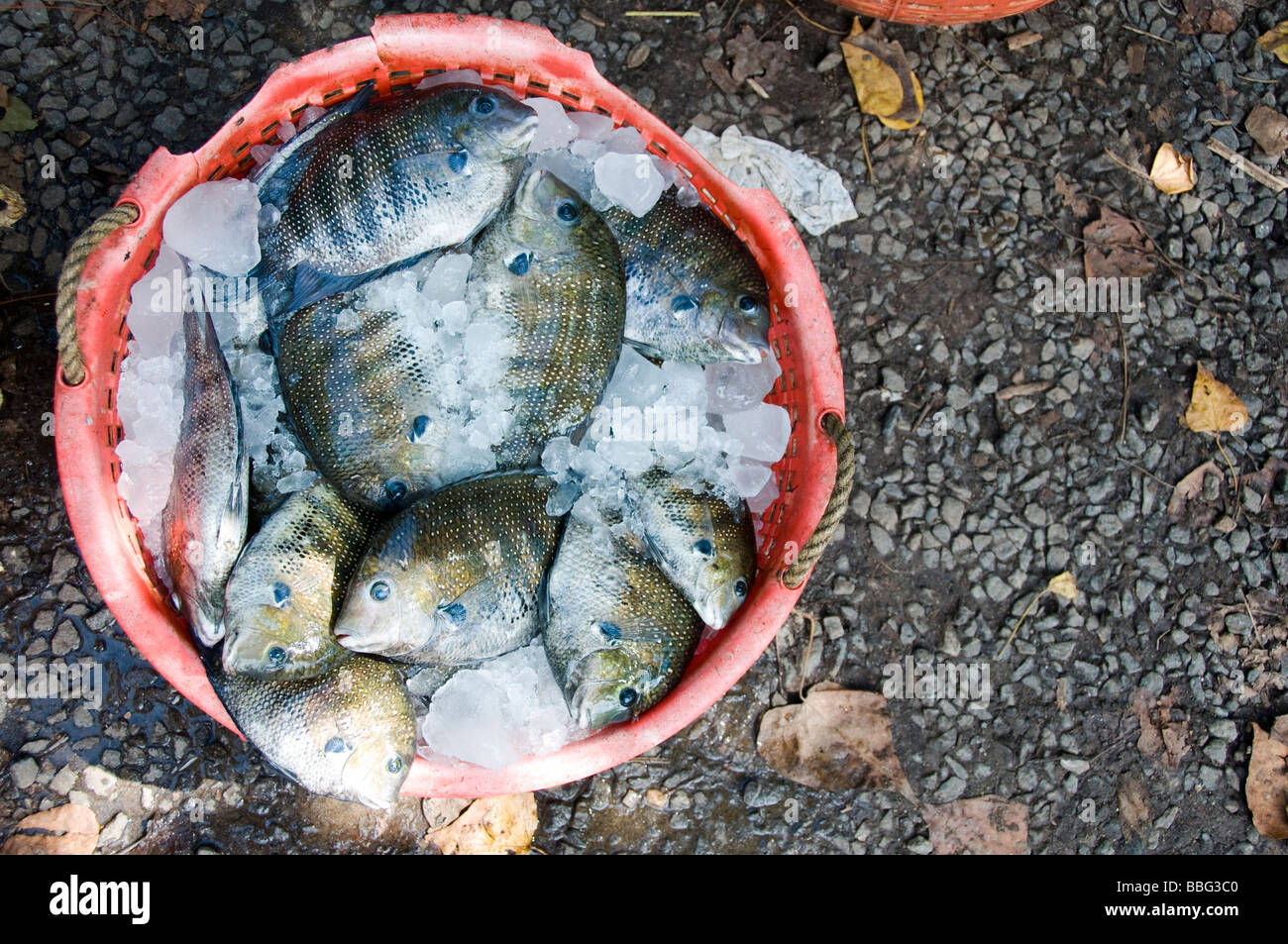 pearlspot fishes or karimeen catch in kumarakom backwaters kerala south ...