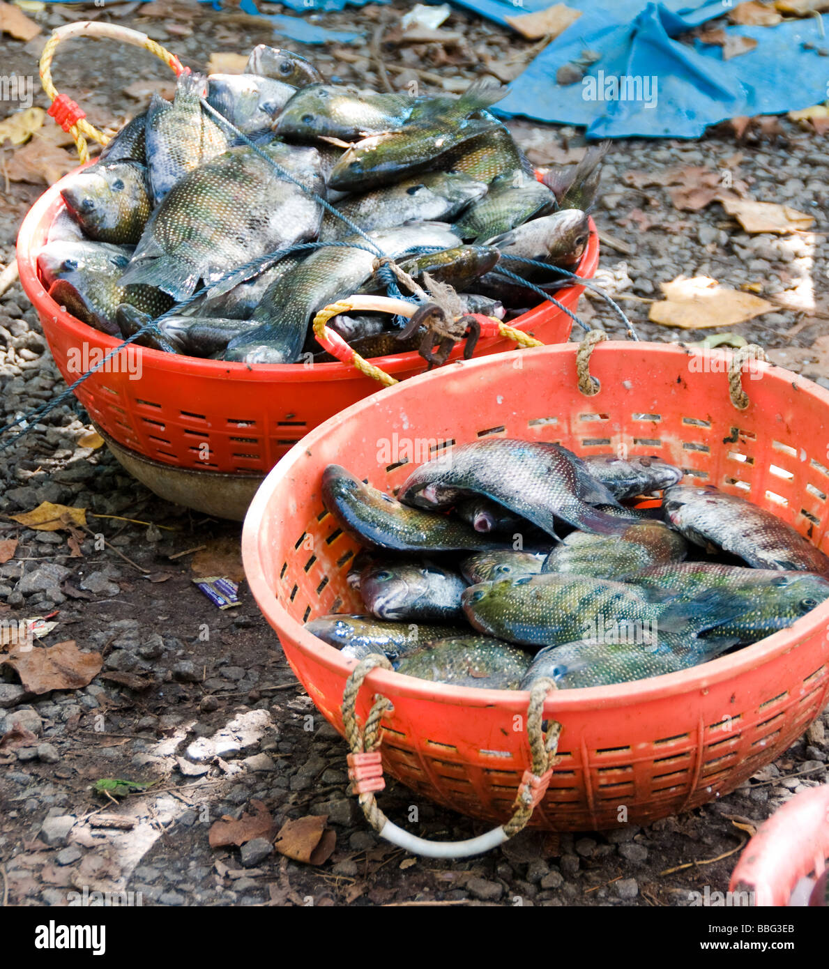 pearlspot fishes or karimeen catch in kumarakom backwaters kerala south ...