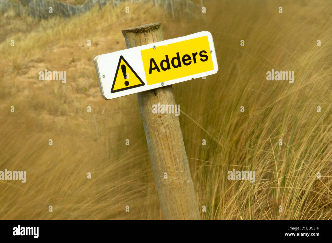 Adder sign amongst long marram grasses in sand dunes at Bantham beach ...
