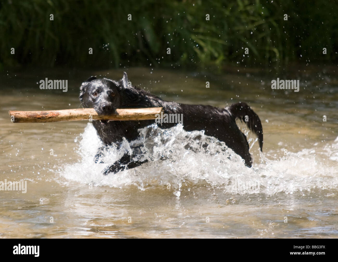 Black Labrador dog in a river carrying a stick Stock Photo - Alamy