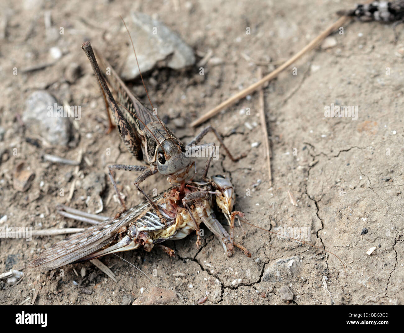 Desert locust cannibal hi-res stock photography and images - Alamy