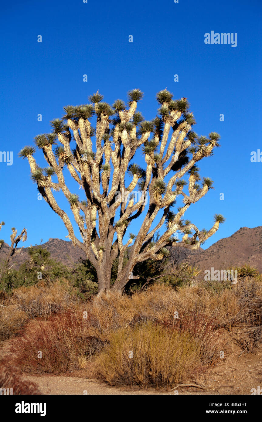 Yucca trees hi-res stock photography and images - Alamy