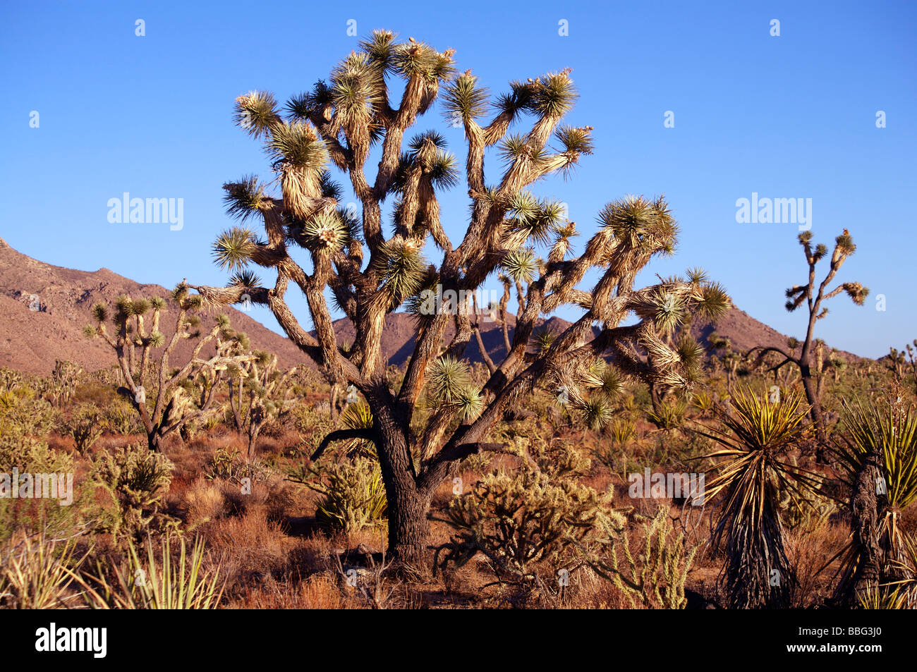 Joshua Tree Arizona Yucca Brevifolia Stock Photo - Alamy