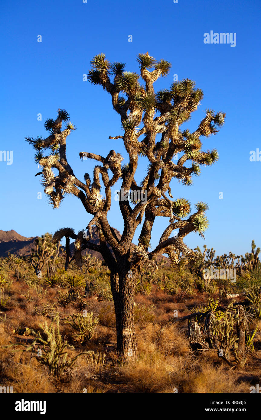 Yucca tree hi-res stock photography and images - Alamy