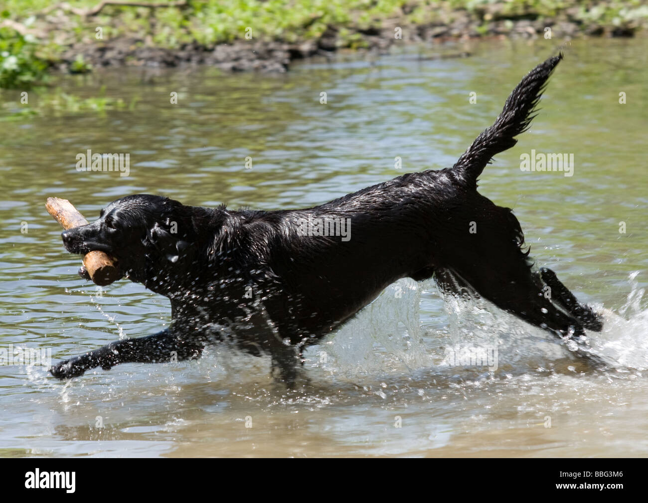 Black labrador retrieving stick hi-res stock photography and images - Alamy