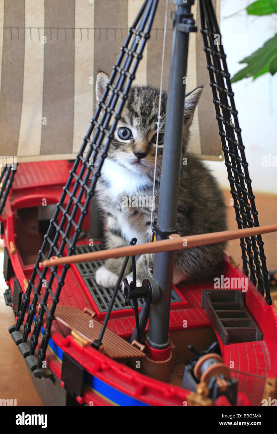 Cute animals cats hi-res stock photography and images - Alamy