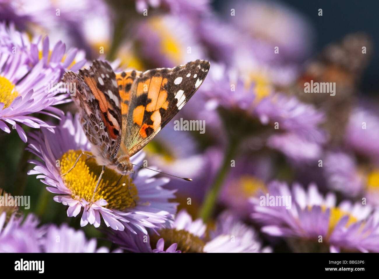 Vanessa cardui migration hi-res stock photography and images - Alamy