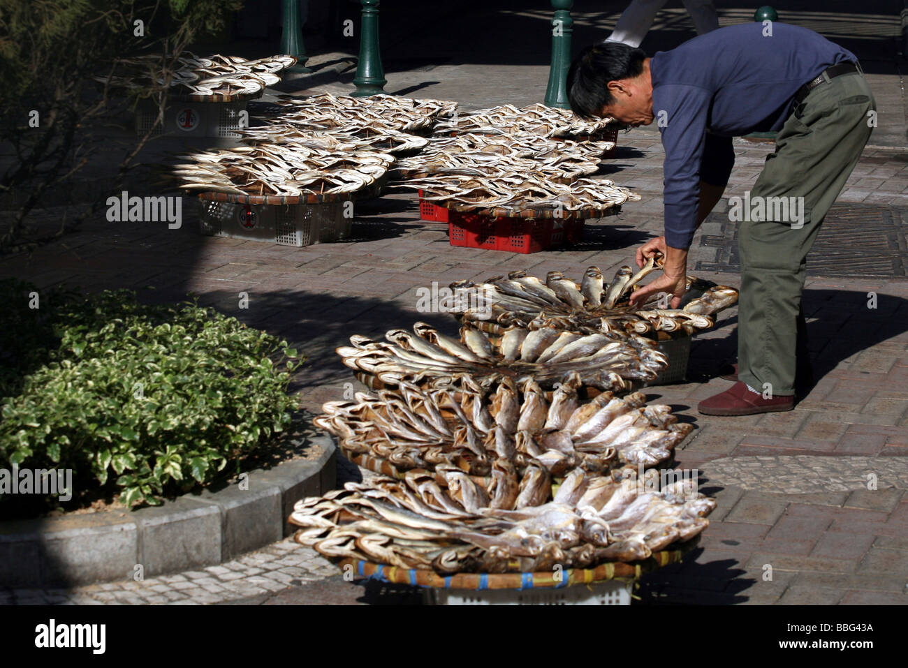 Salt Dried Fish, Macau Stock Photo - Alamy