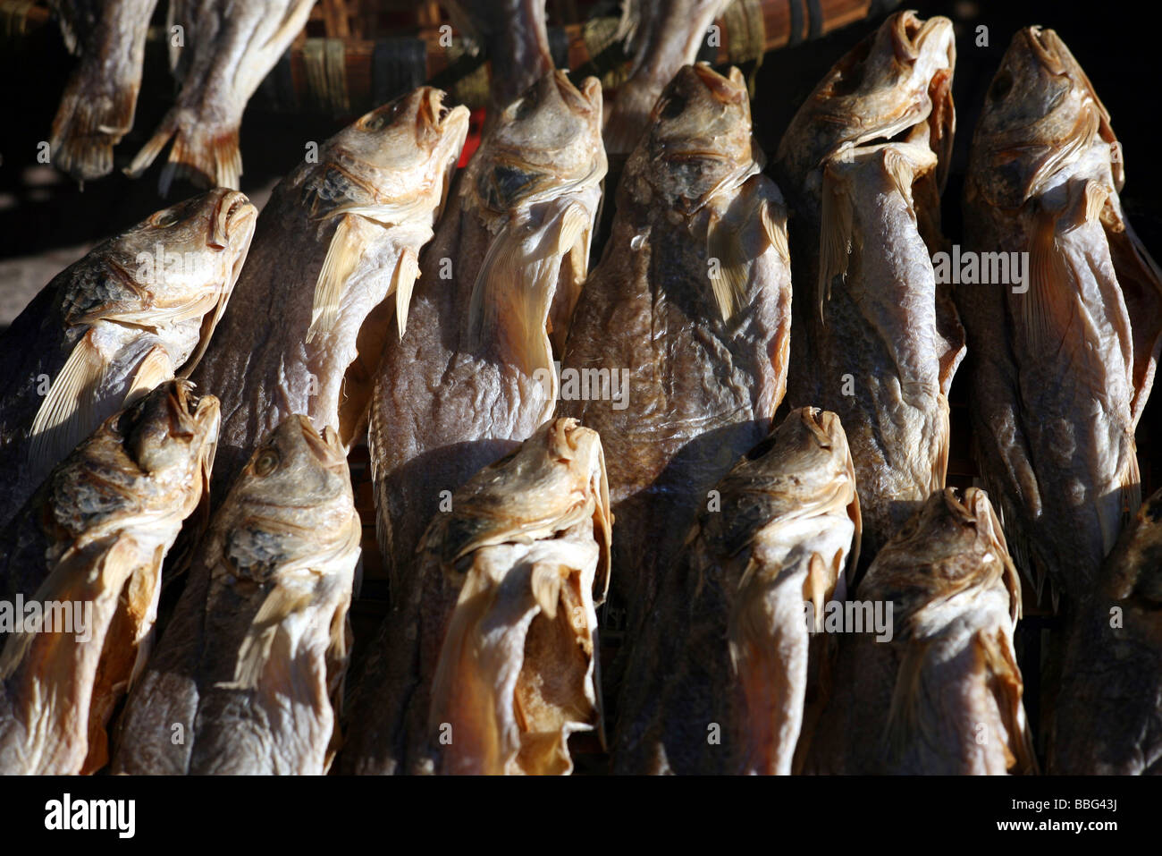 Dried shellfish hi-res stock photography and images - Alamy