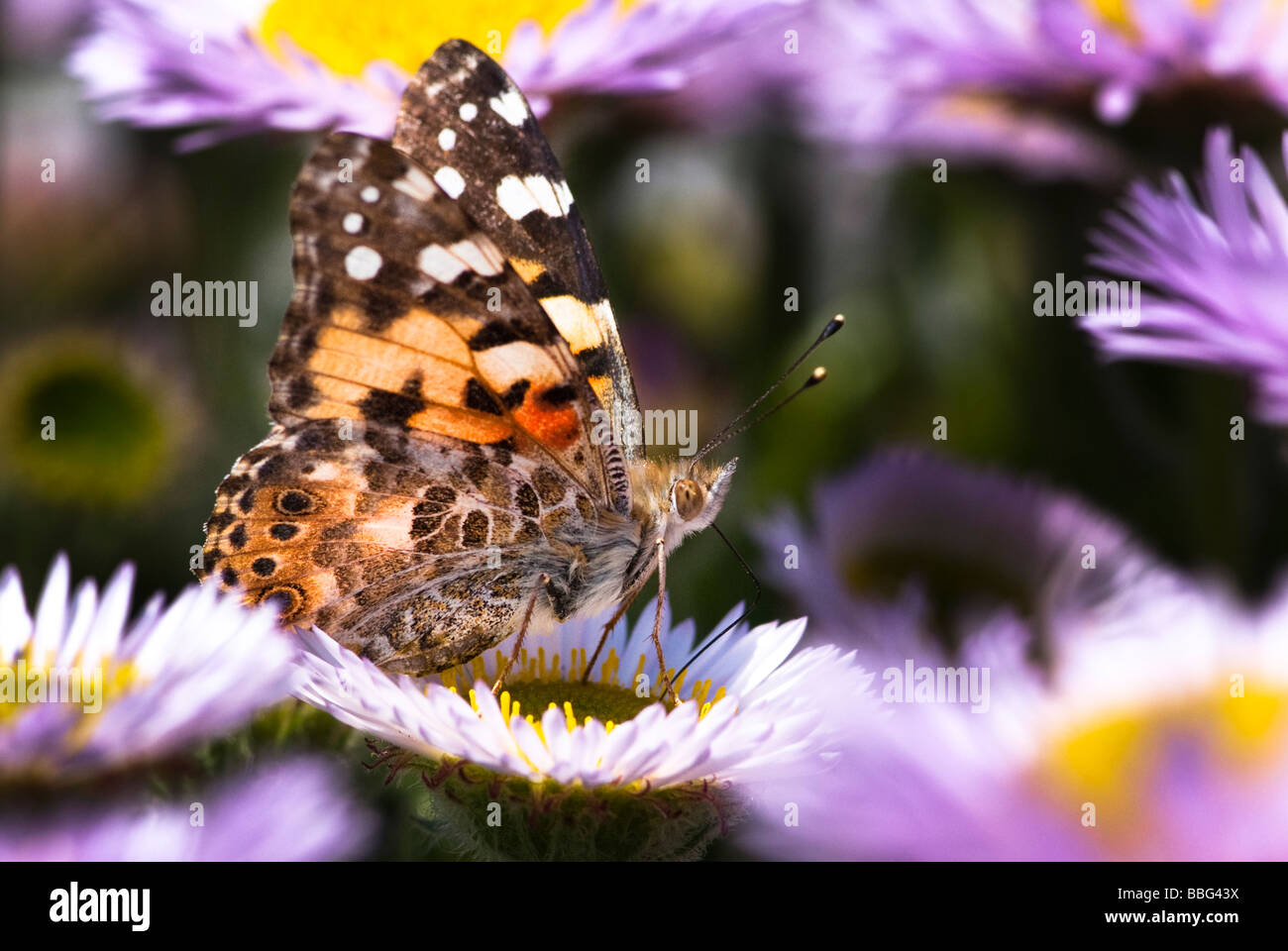 Vanessa cardui migration hi-res stock photography and images - Alamy