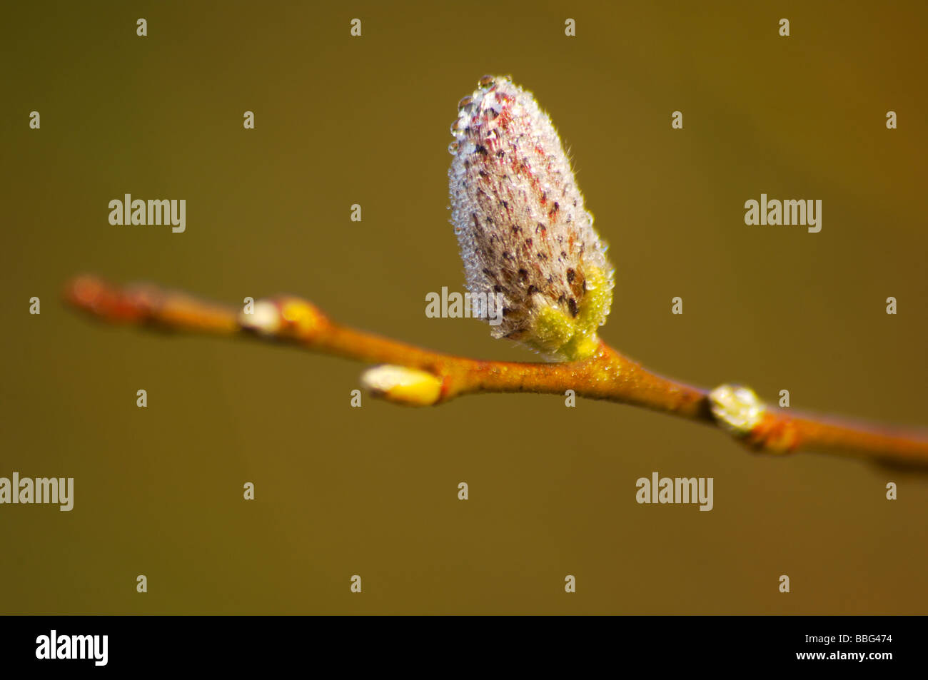 Frost and dew covered Catkin bud in early Spring Stock Photo - Alamy